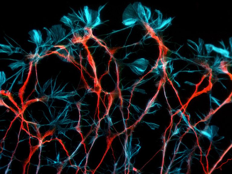 Prizmatix - Unique High Power Leds | Speciality LED Light Sources